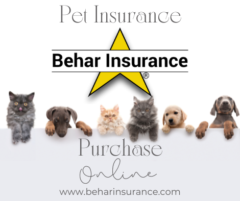 Pet Insurance For Your Loved One